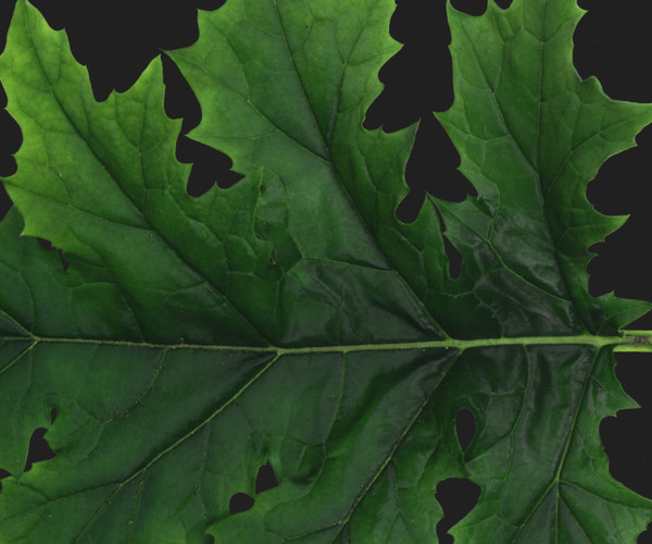 ArtStation - Photometric Scan Vegetation - Acanthus - Leaf 2 | Game Assets