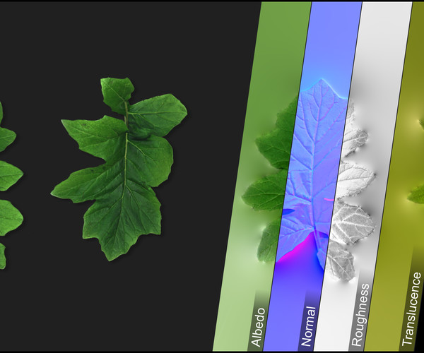 ArtStation - Photometric Scan Vegetation - Acanthus - Leaves 1 | Game ...