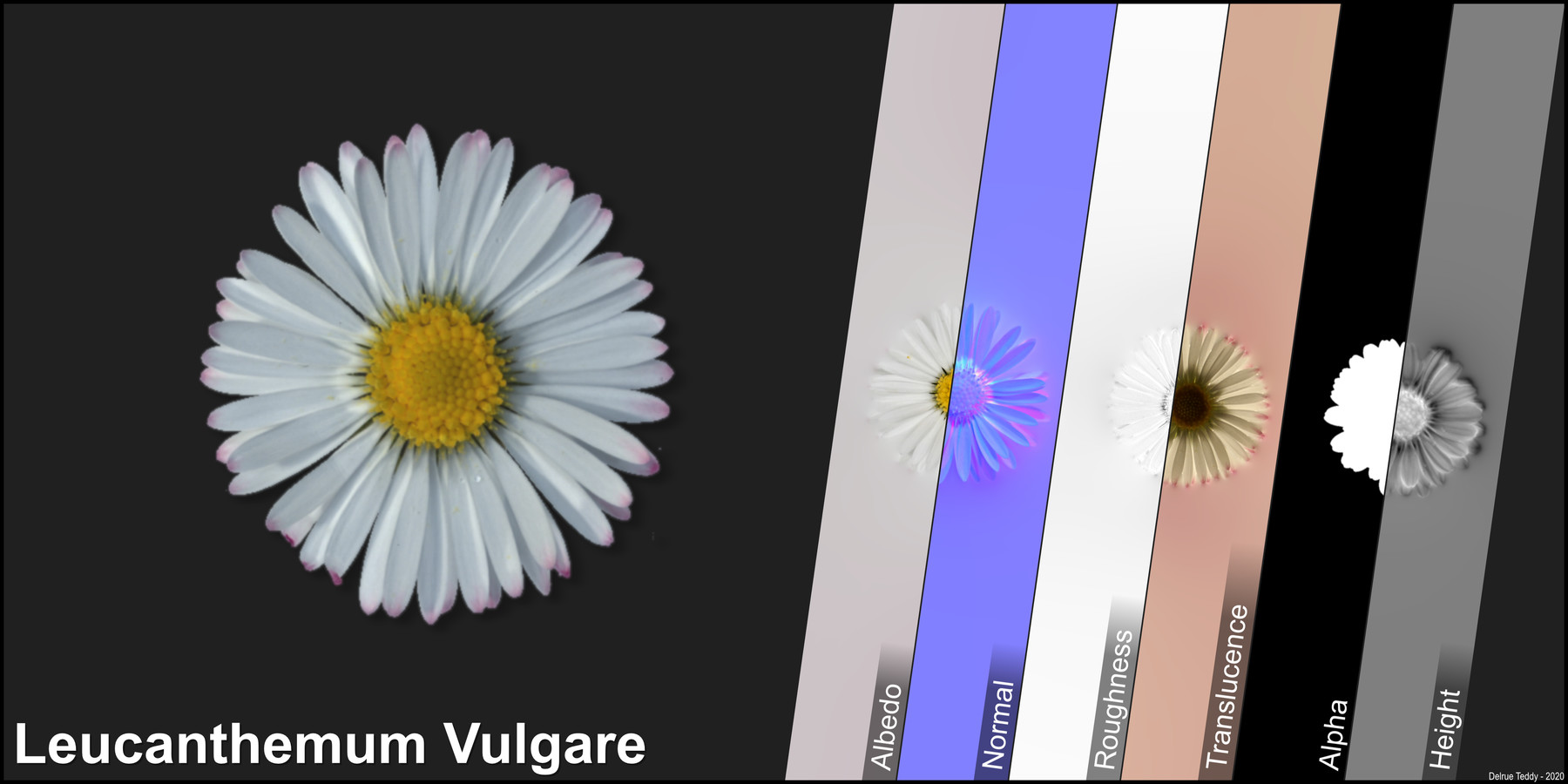 ArtStation - Photometric Scan Vegetation - Leucanthemum Vulgare ...