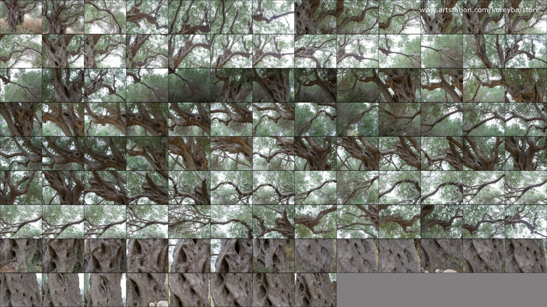 ArtStation - Olive Tree #2 Photogrammetry image pack | Resources