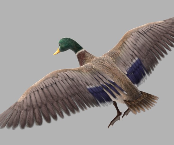ArtStation - Bird Rig | Resources