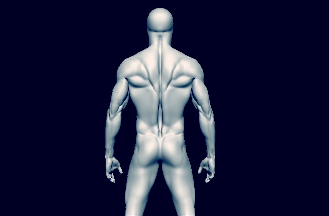 ArtStation - base mesh anatomy | Resources