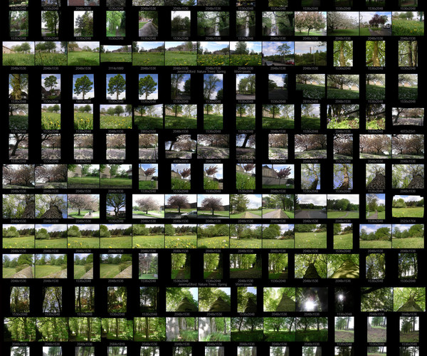 ArtStation - Tree Reference 1 | Resources