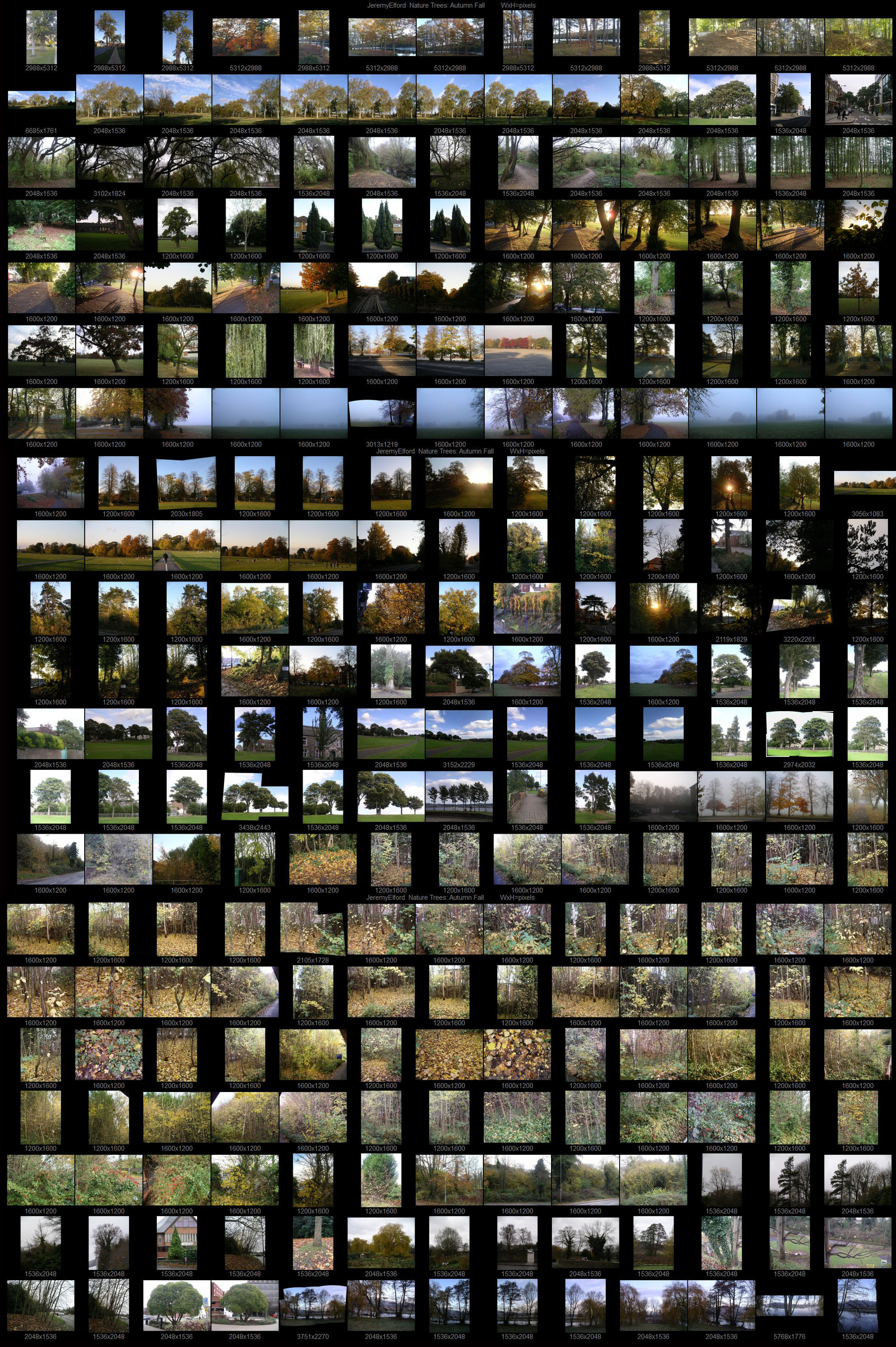 ArtStation - Tree Reference 2 | Resources