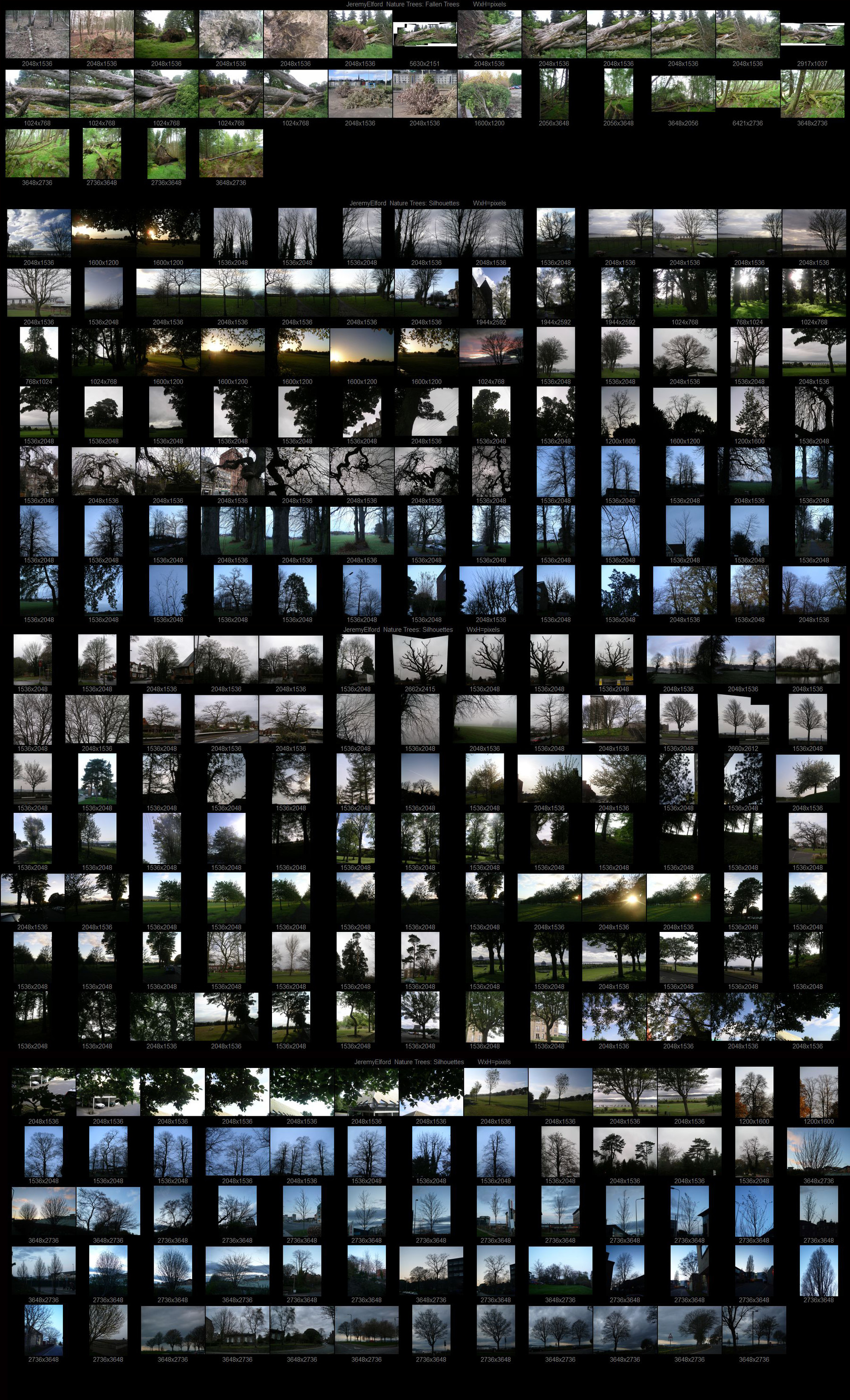 ArtStation - Tree Reference 2 | Resources