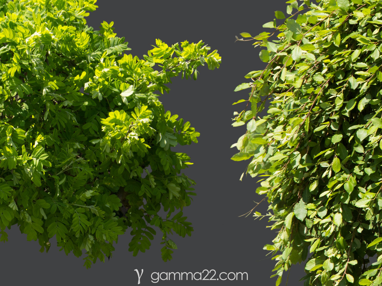 ArtStation - 15 TREE & BUSH CUTOUTS in PNG format | Resources