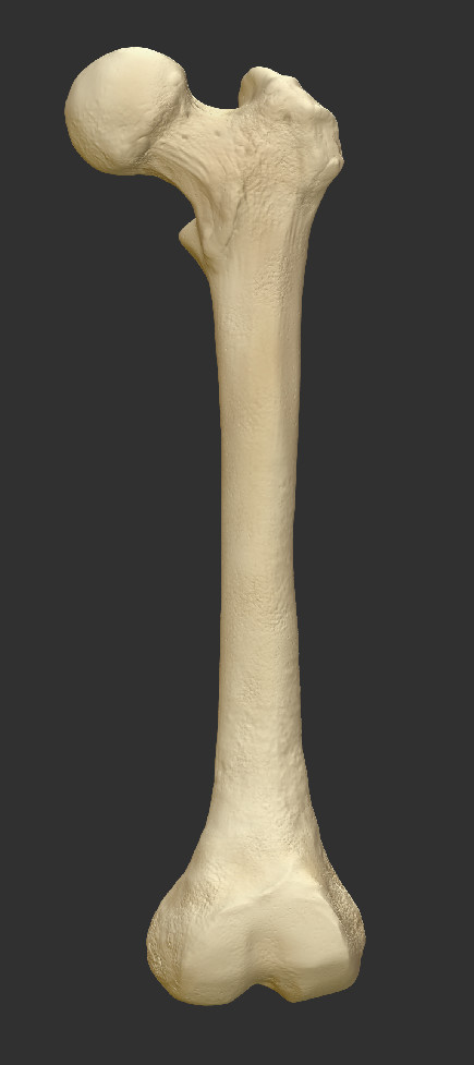 ArtStation - 3D Femur | Resources