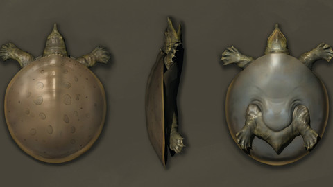 ArtStation - Spiny Soft-shell Turtle | Resources