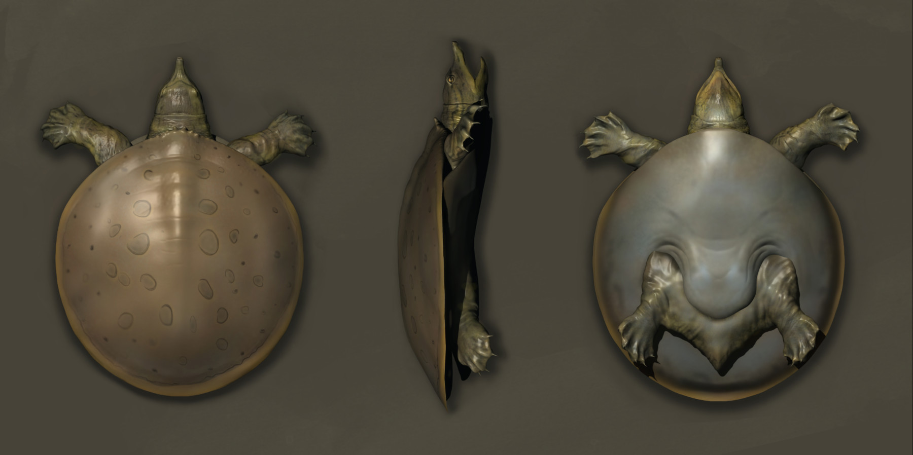 ArtStation - Spiny Soft-shell Turtle | Resources