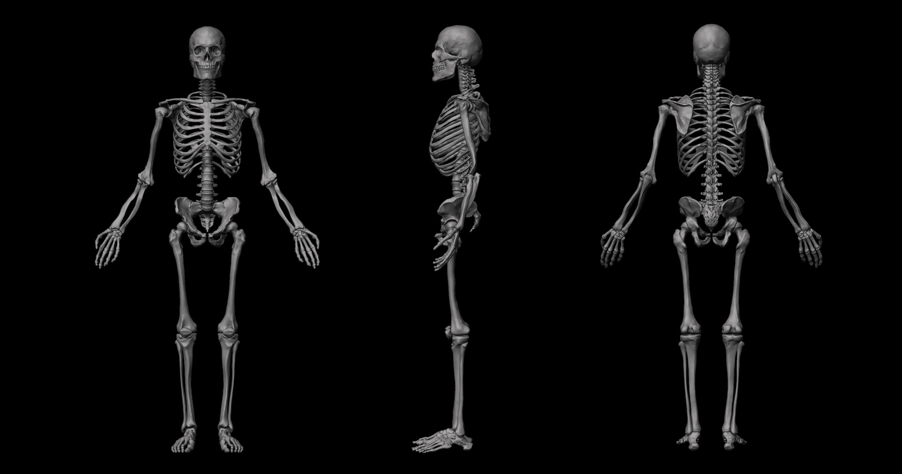 ArtStation - Anatomical Human Skeleton | Resources