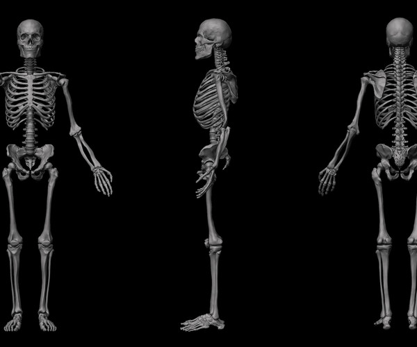 ArtStation - Anatomical Human Skeleton | Resources