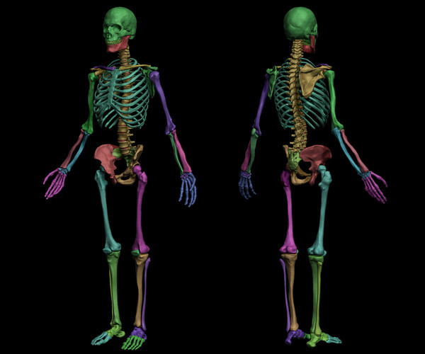ArtStation - Anatomical Human Skeleton | Resources