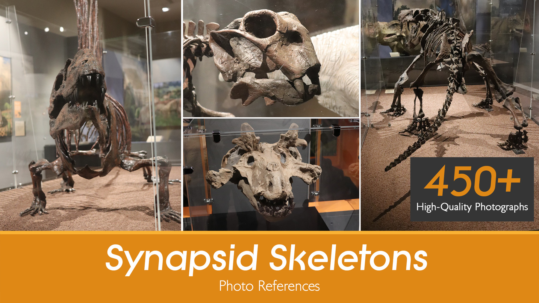 ArtStation - Synapsid Skeleton Reference | Resources
