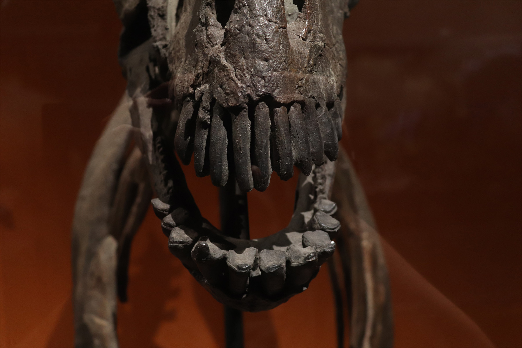 ArtStation - Synapsid Skeleton Reference | Resources