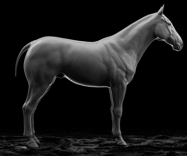 ArtStation - Horse - Free model for personal practice | Resources