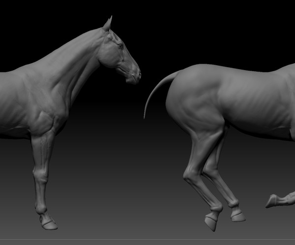 ArtStation - Horse - Free model for personal practice | Resources