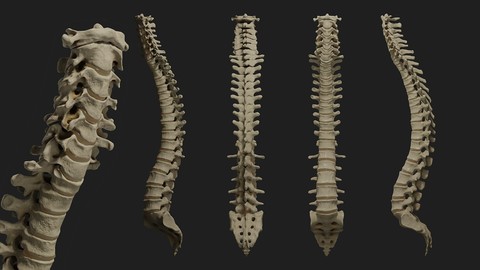 ArtStation - PBR Human Spine | Resources