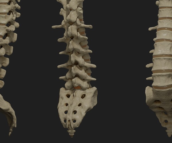 ArtStation - PBR Human Spine | Resources