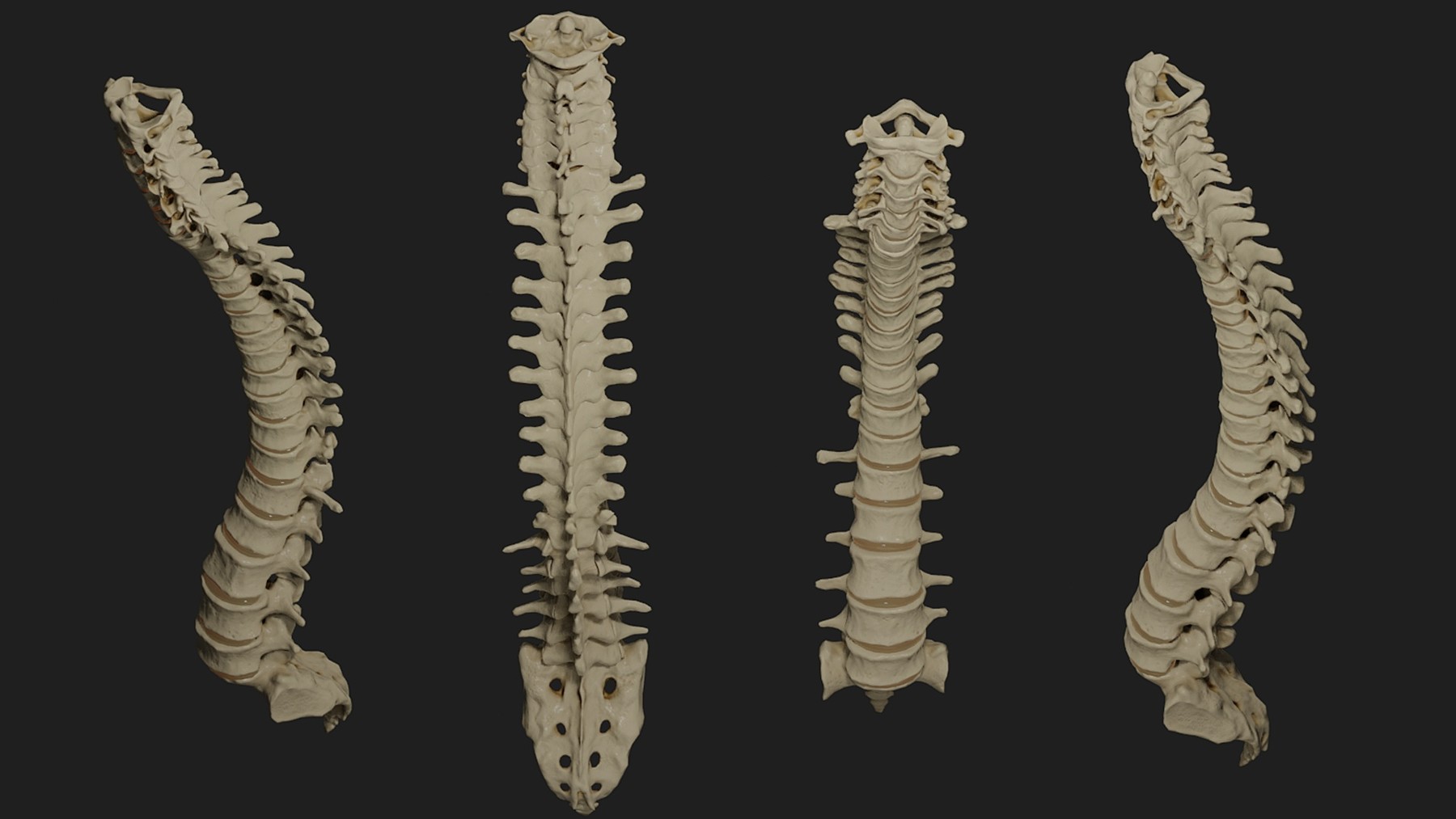 ArtStation - PBR Human Spine | Resources