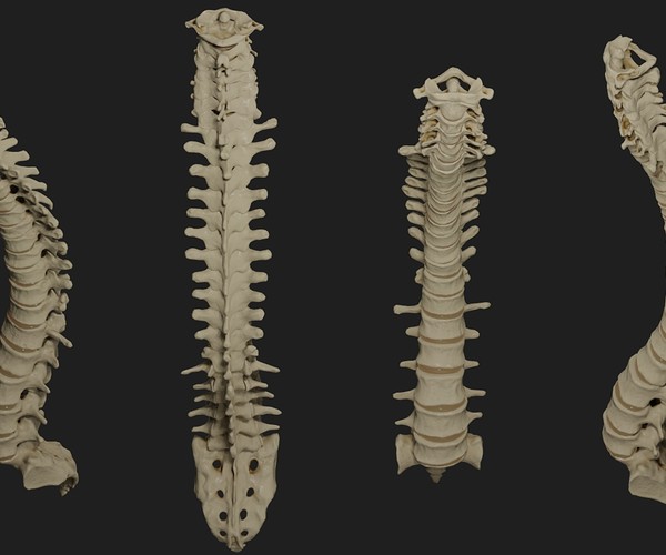 ArtStation - PBR Human Spine | Resources