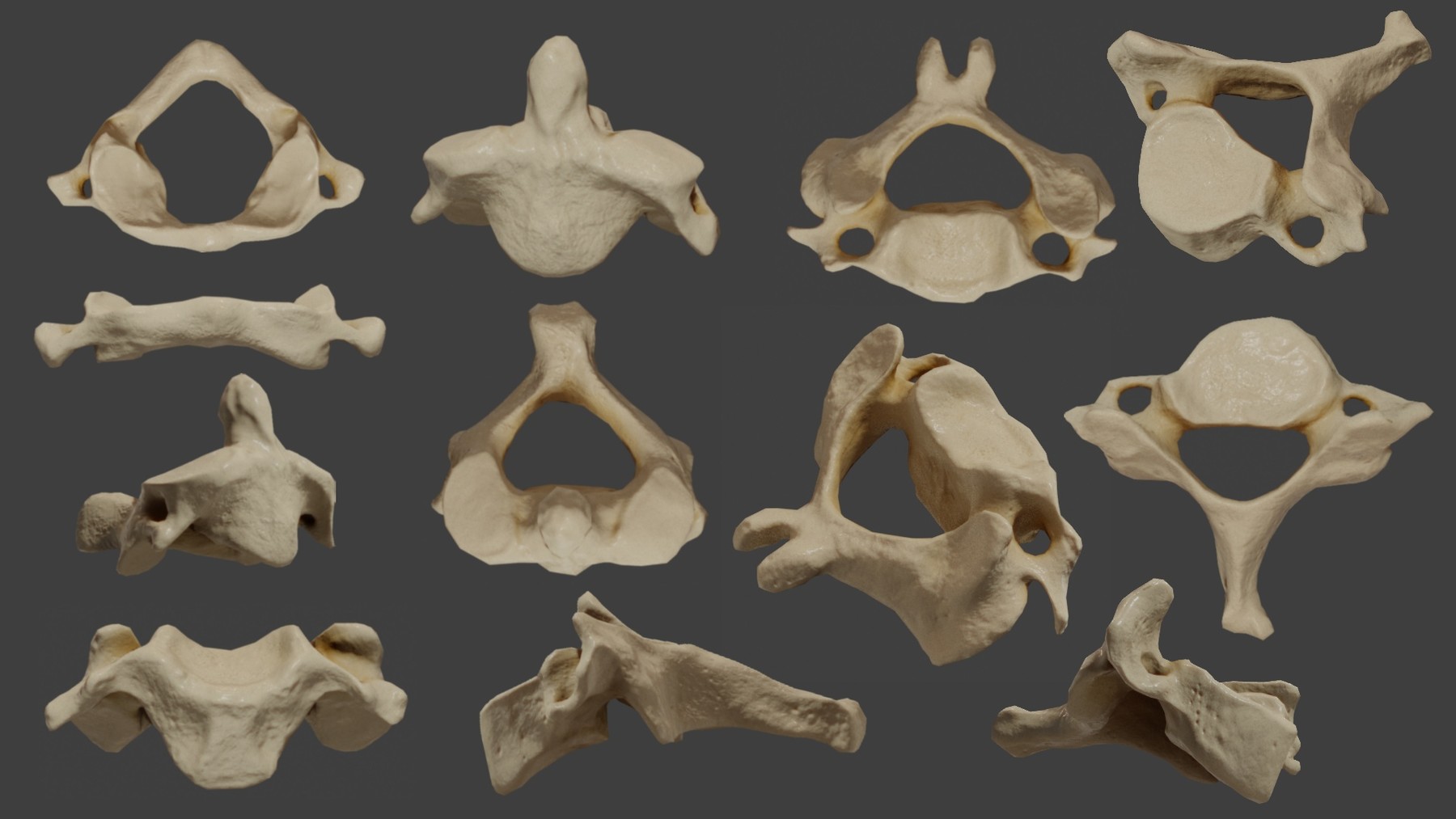 ArtStation - PBR Human Spine | Resources