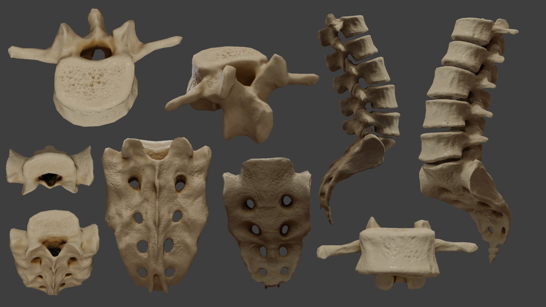 ArtStation - PBR Human Spine | Resources