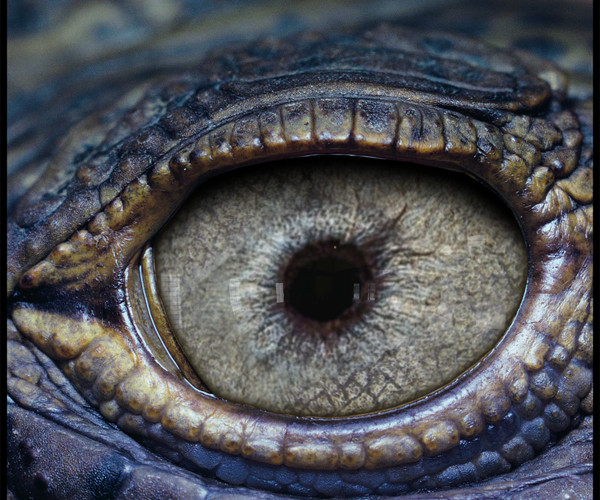 ArtStation - Creature Eye Textures - Vol 03 | Resources