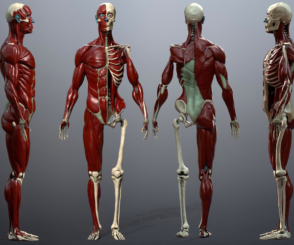 ArtStation - Skeleton & Muscles Study | Resources