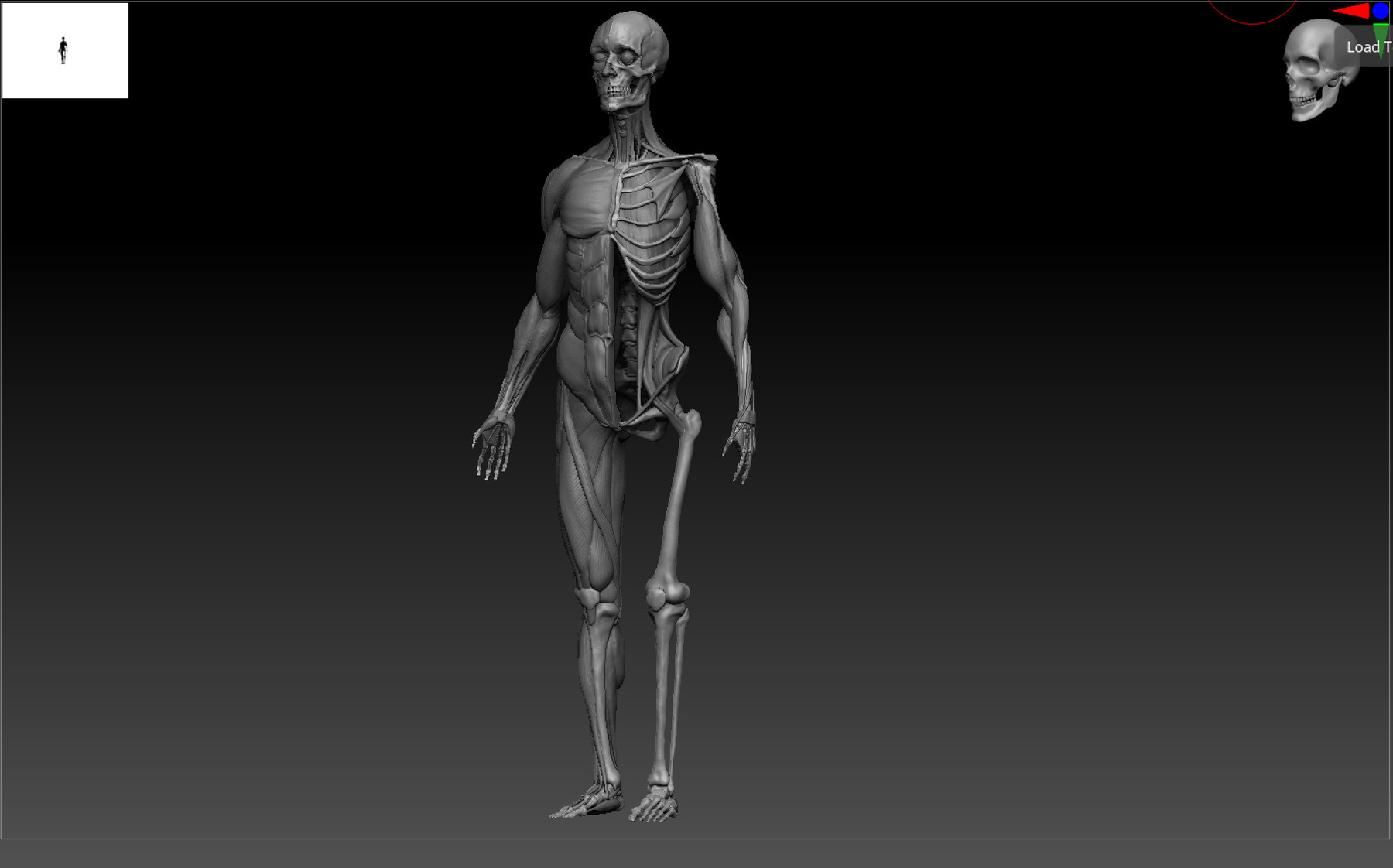 ArtStation - Skeleton & Muscles Study | Resources