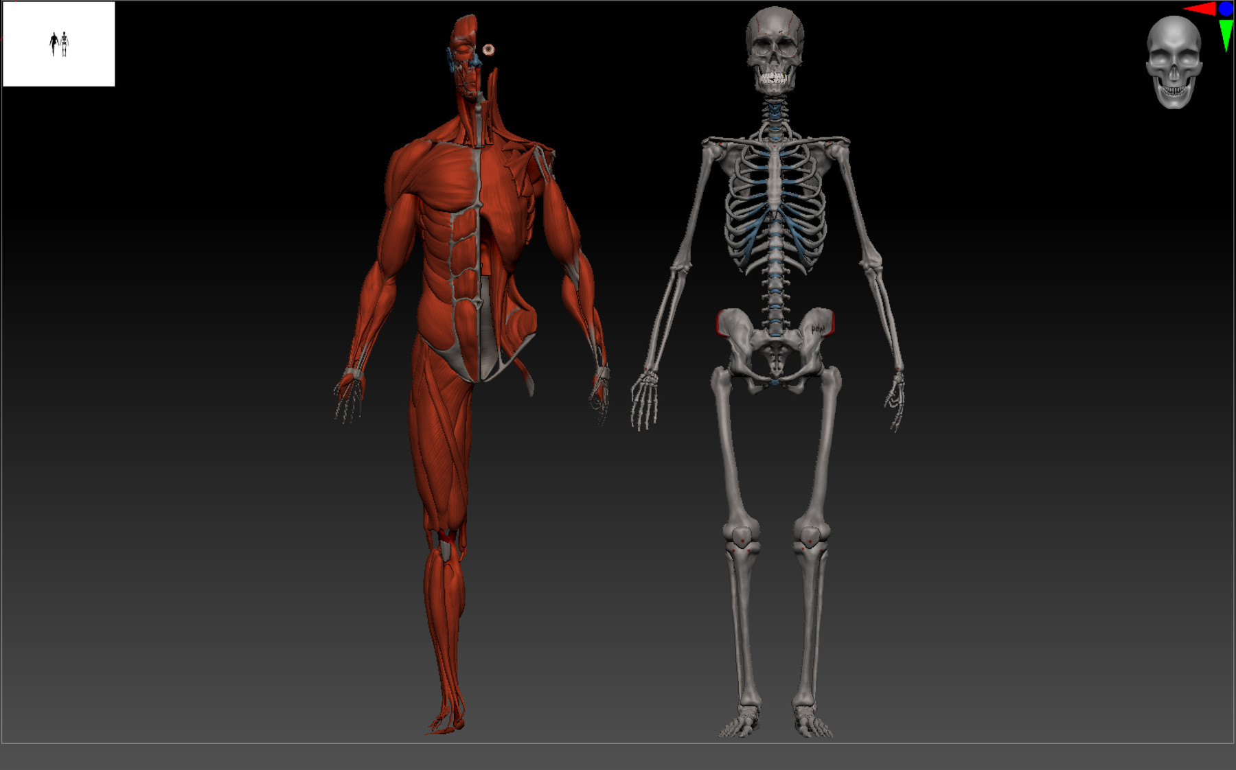 ArtStation - Skeleton & Muscles Study | Resources