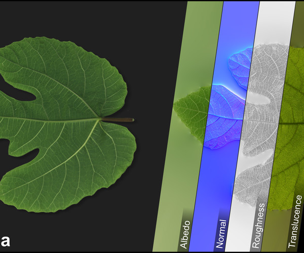 ArtStation - Photometric Scan Vegetation - Ficus Carica - Leaf 1 | Game ...