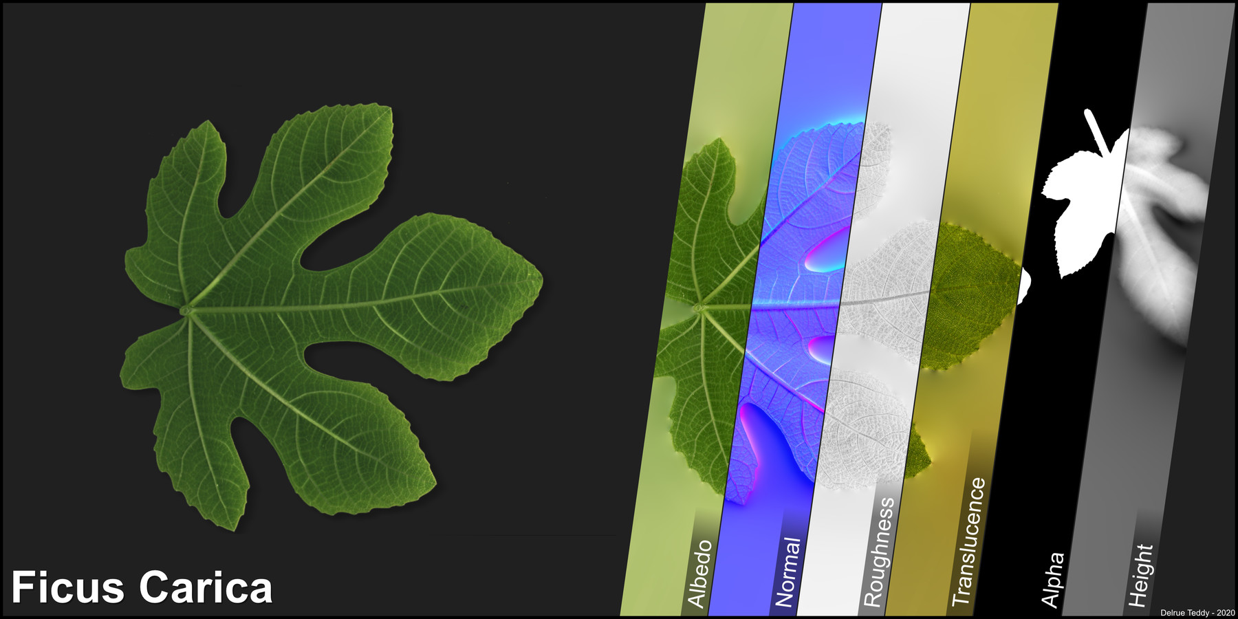 ArtStation - Photometric Scan Vegetation - Ficus Carica - Leaves Kit 1 ...