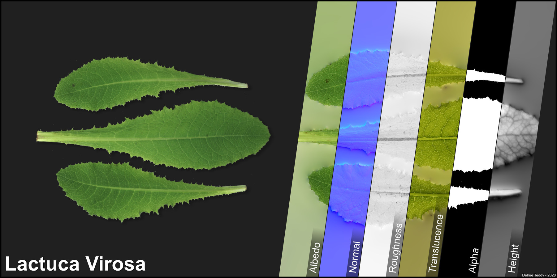 ArtStation - Photometric Scan Vegetation - Lactuca Virosa - Leaves Kit ...