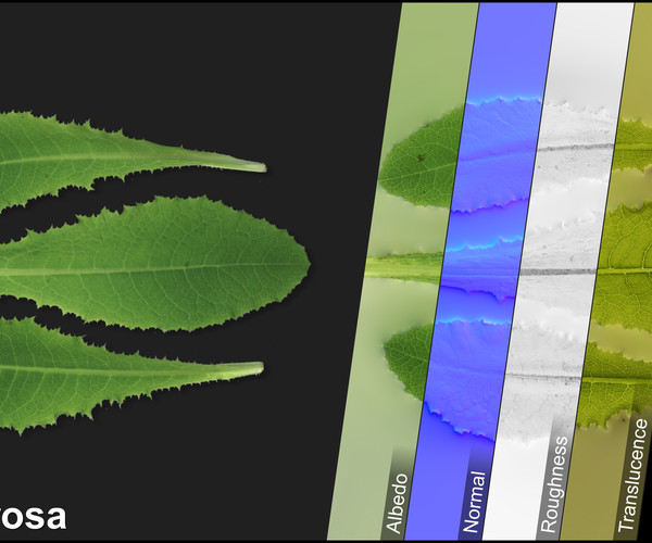ArtStation - Photometric Scan Vegetation - Lactuca Virosa - Leaves Kit ...