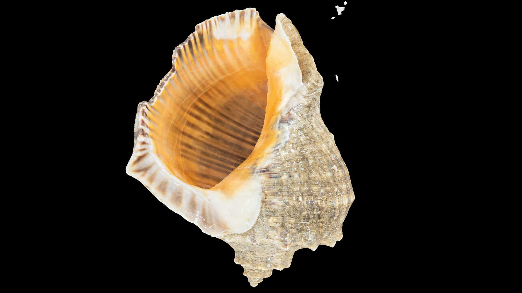 ArtStation - Photoscan_Conch_0001_only HighPoly Mesh (16K Texture ...