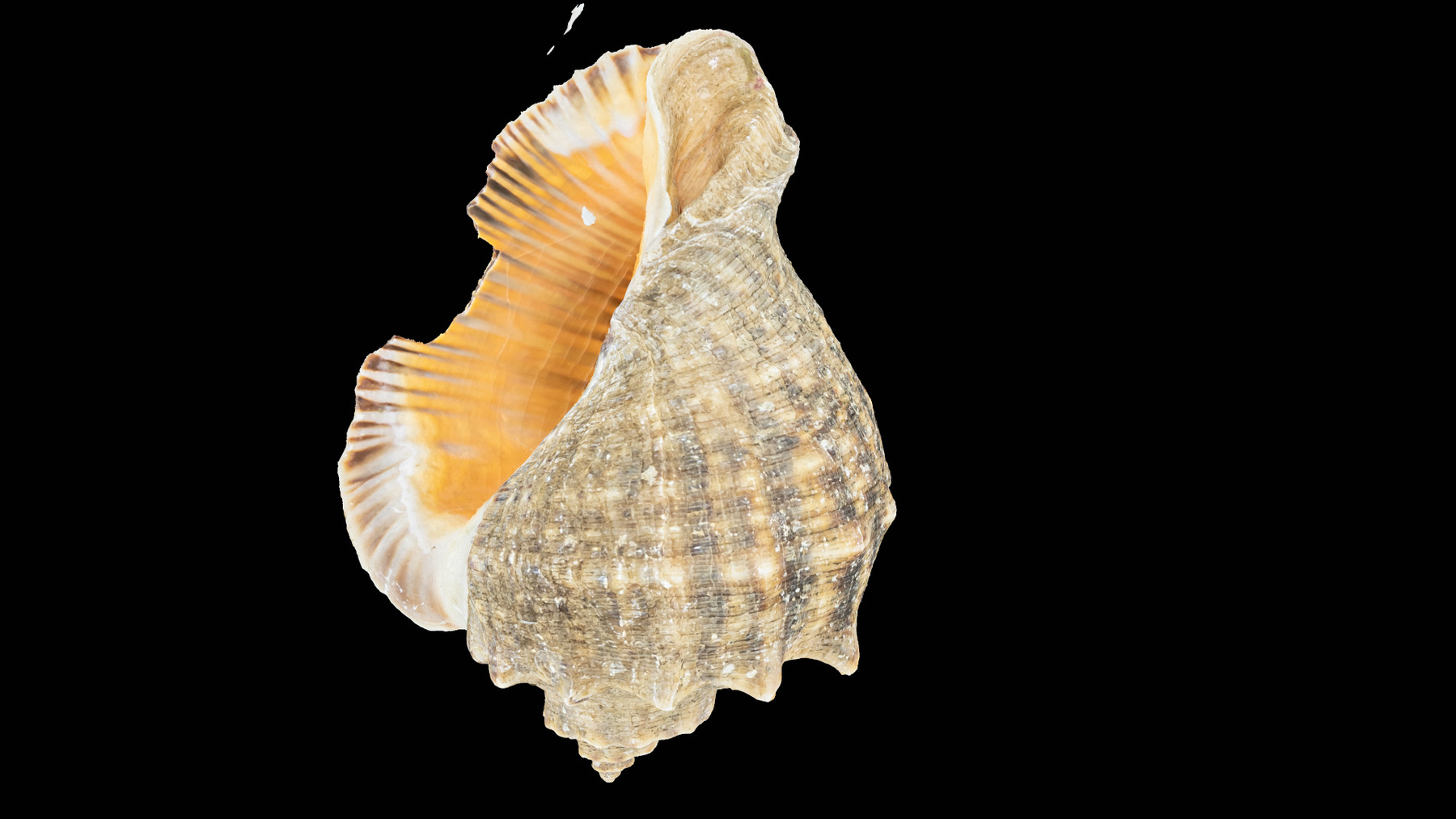 ArtStation - Photoscan_Conch_0001_only HighPoly Mesh (16K Texture ...