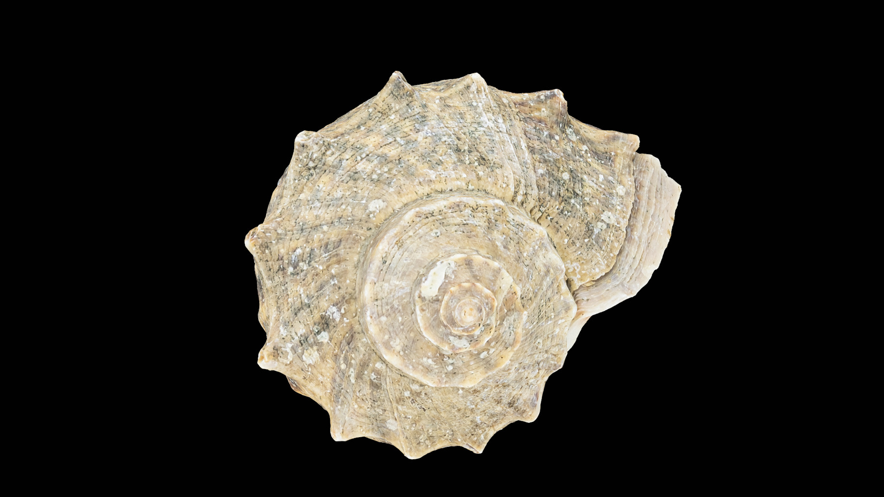 ArtStation - Photoscan_Conch_0001_only HighPoly Mesh (16K Texture ...