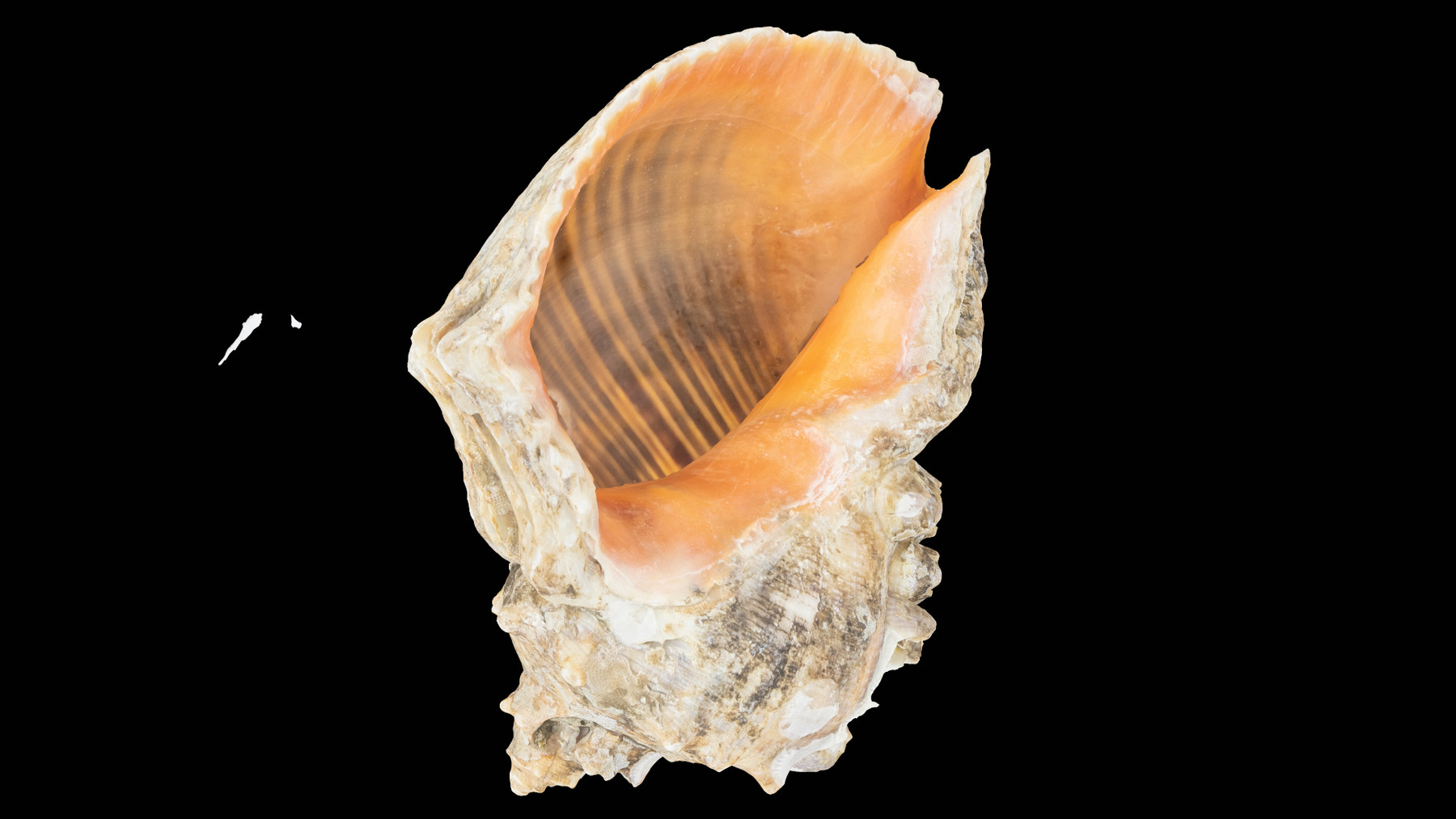 ArtStation - Photoscan_Conch_0003_only HighPoly Mesh (16K Texture ...