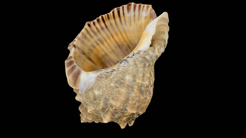 ArtStation - Photoscan_Conch_0007_only HighPoly Mesh (16K Texture ...