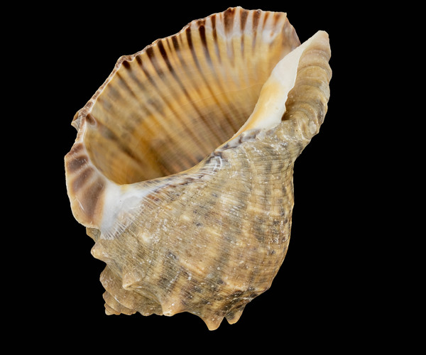 ArtStation - Photoscan_Conch_0007_only HighPoly Mesh (16K Texture ...