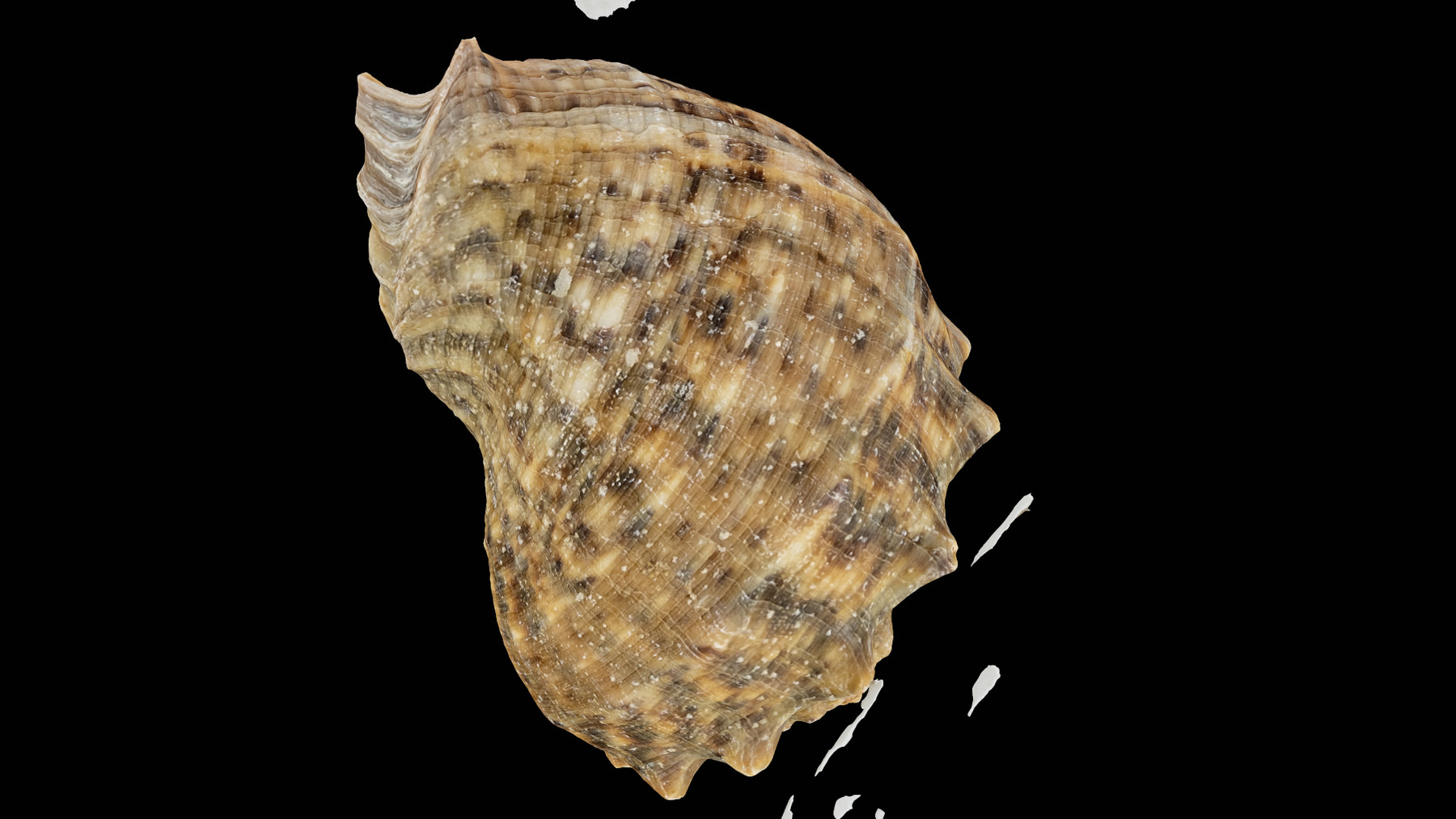 ArtStation - Photoscan_Conch_0007_only HighPoly Mesh (16K Texture ...