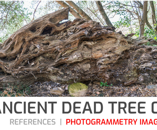 ArtStation - Ancient Dead Tree #1 Photogrammetry image pack | Resources