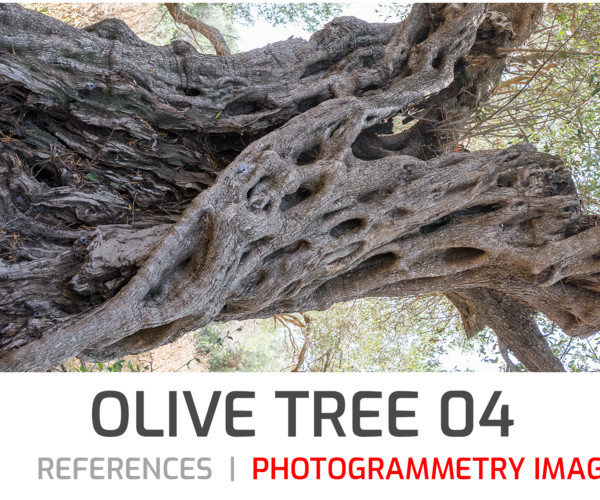 ArtStation - Olive Tree #4 Photogrammetry image pack | Resources