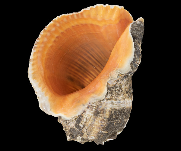ArtStation - Photoscan_Conch_0008_only HighPoly Mesh (16K Texture ...