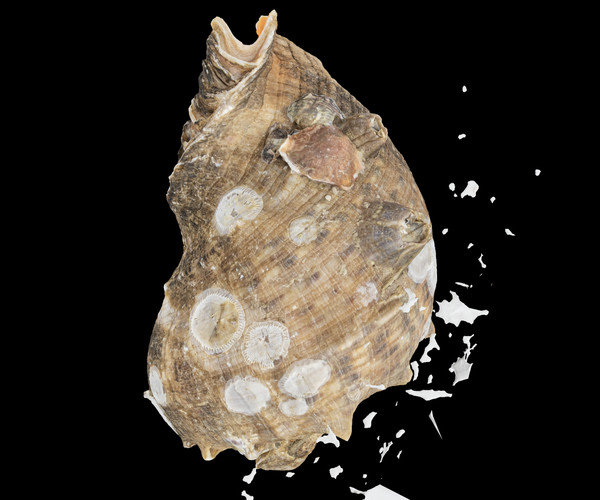 ArtStation - Photoscan_Conch_0008_only HighPoly Mesh (16K Texture ...