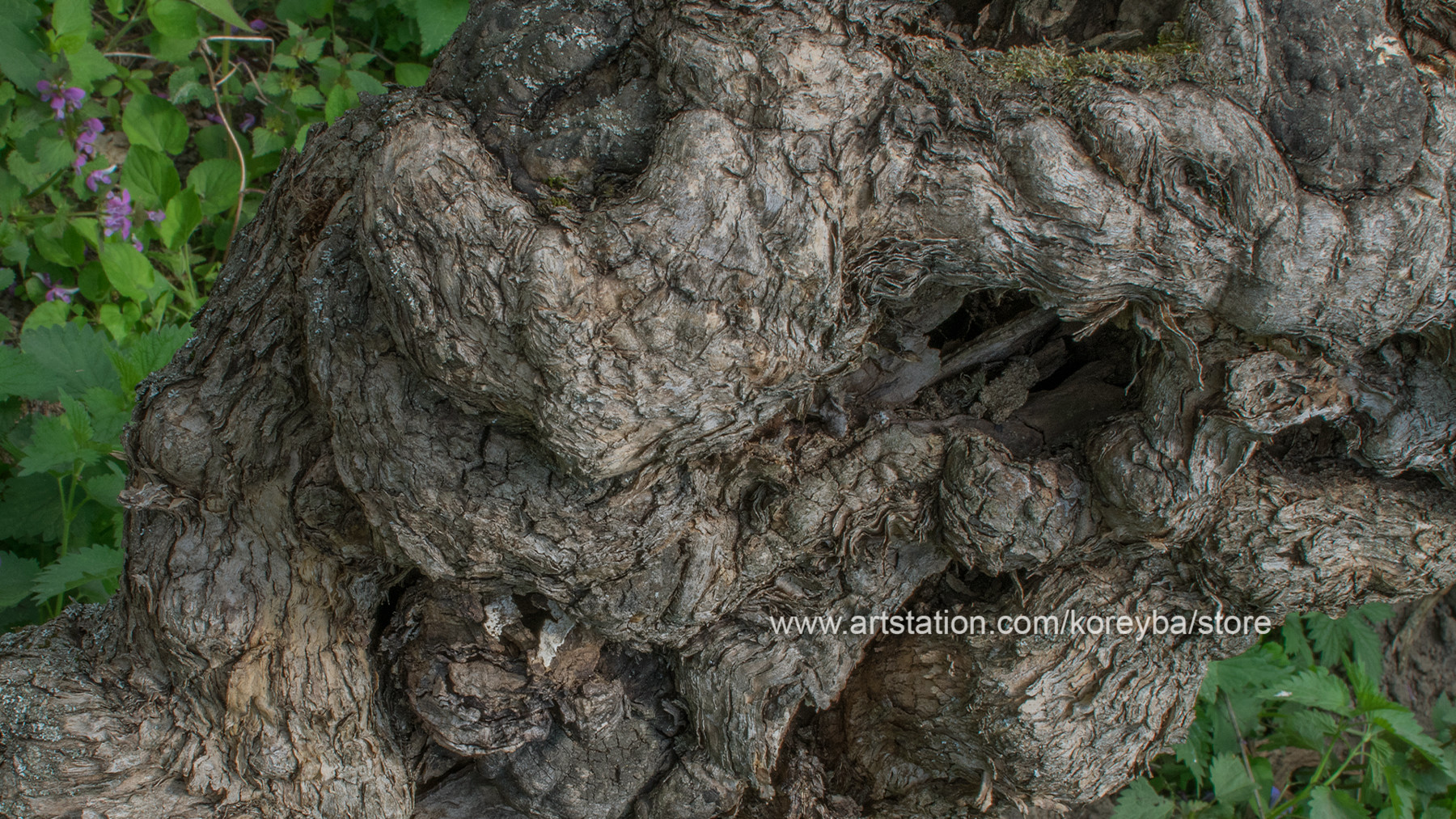 ArtStation - Knotty Tree Trunk #4 Photogrammetry image pack | Resources
