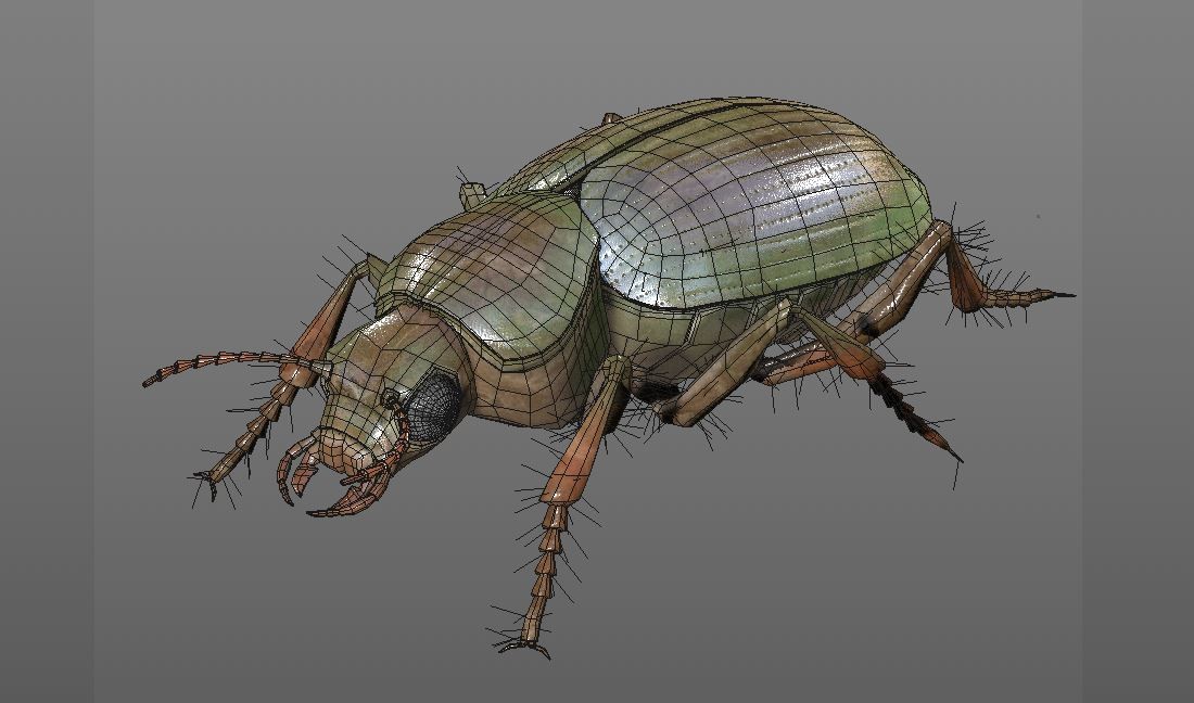 ArtStation - Ground Beetle Insect Rigged PBR | Resources