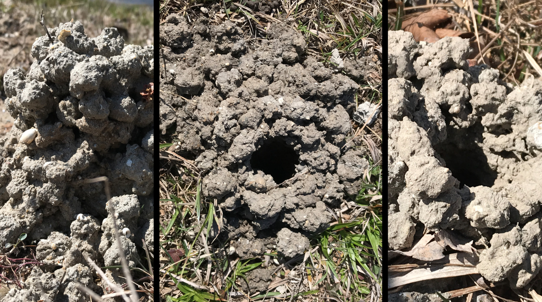 ArtStation - References: Crayfish Burrows | Resources