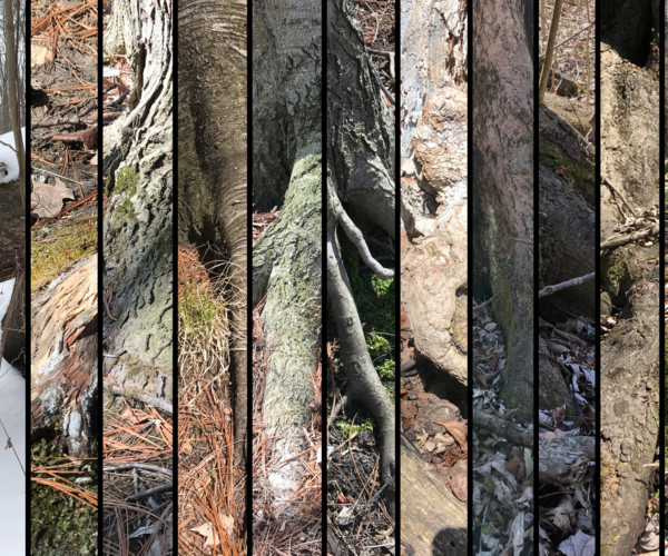 ArtStation - References: Tree Roots | Resources