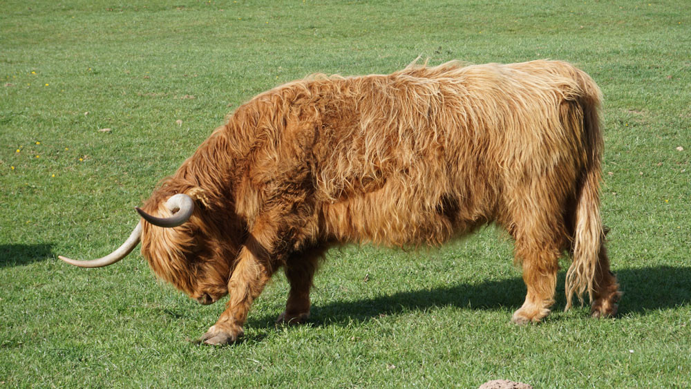 ArtStation - Galloway Cattle - 66 Reference pictures | Resources